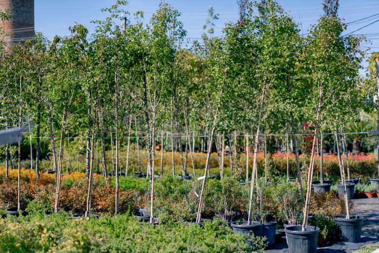 Establishing and Managing a Tree Nursery - Mara Basin Conservation ...
